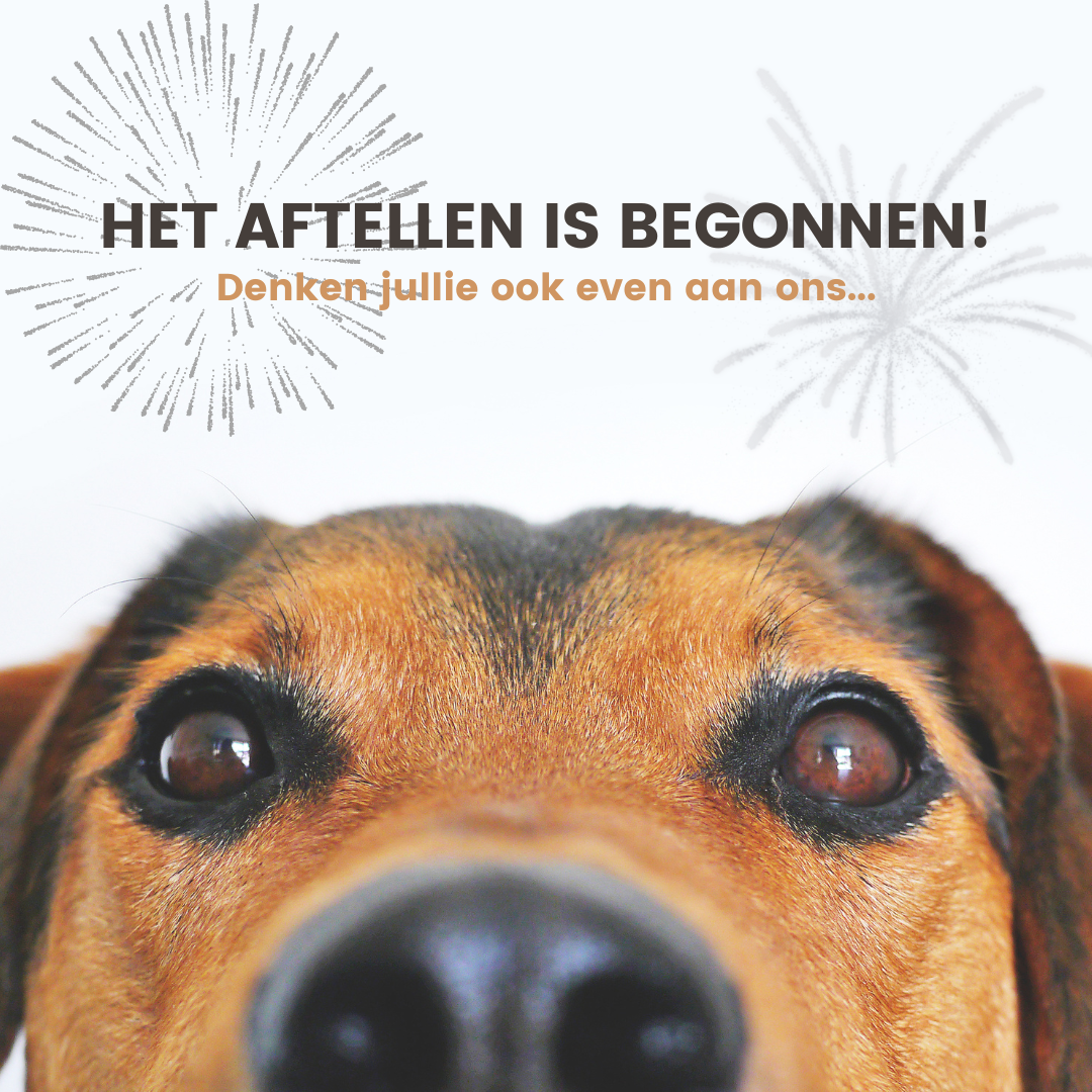 Sluit Het Jaar Niet Af Met Een Knal 🎆🐶